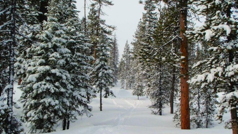 10 Snow Parks Near Bend Oregon - 2026 Local's Guide (+Maps)