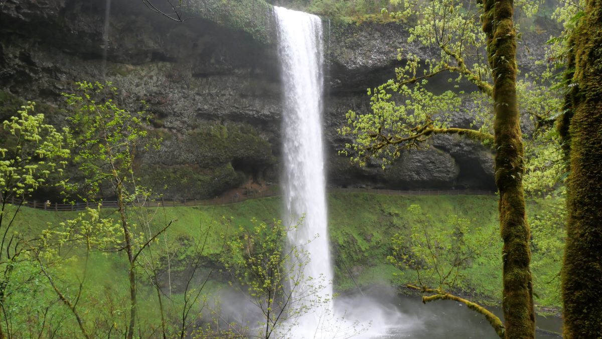 Silver Falls State Park Oregon | Visitor's Guide (How to do it right!)